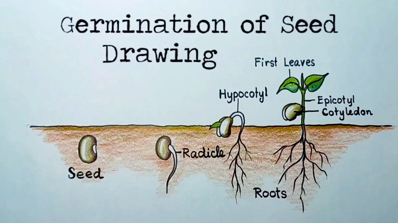 Seed Germination Diagram For Kids