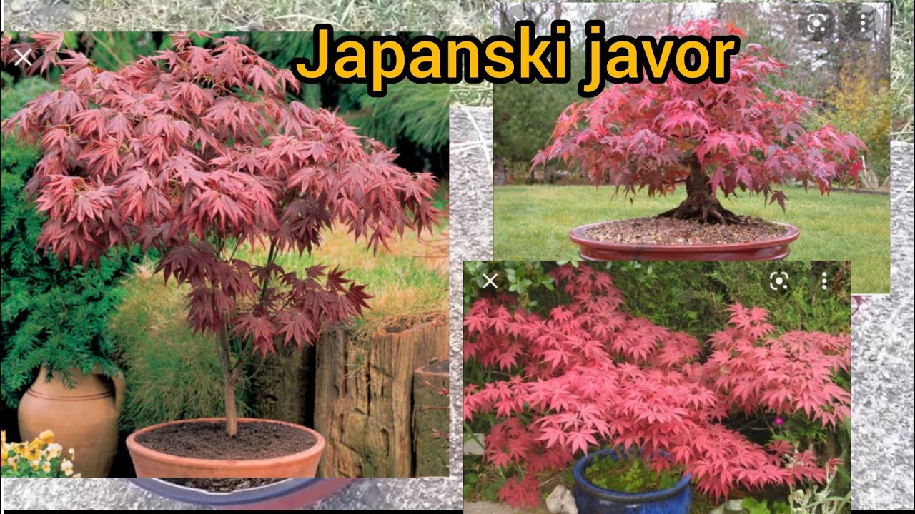 Japanski Javor Acer Palmatum Nega Simbolika I Još Saveta Youtube