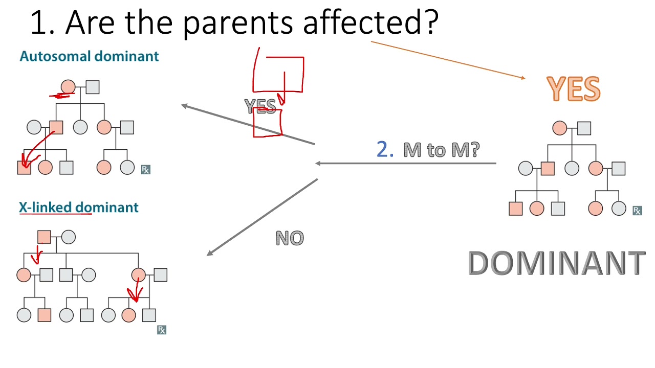 Ace Your Genetics Test Pedigree Practice Problems Explained