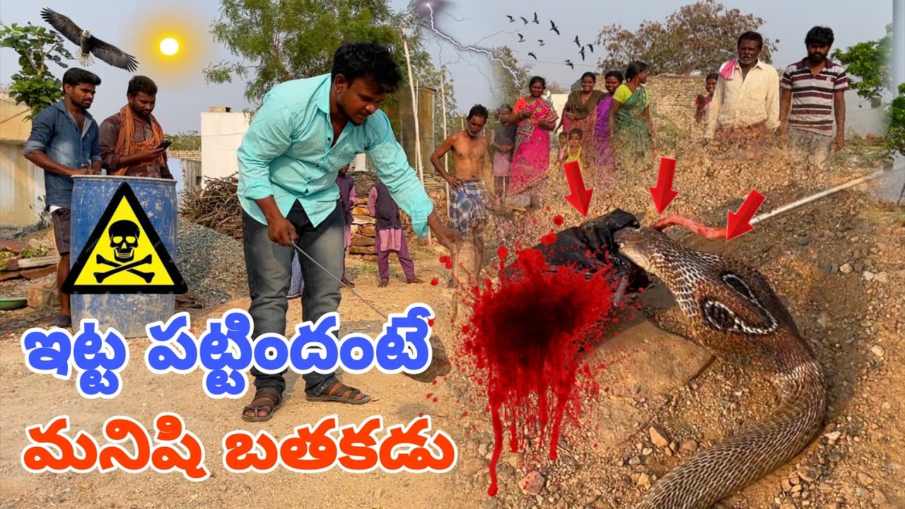 Indian Spectacled Venomous Cobra Snake Rescue Gonegandla To Meedivemula
