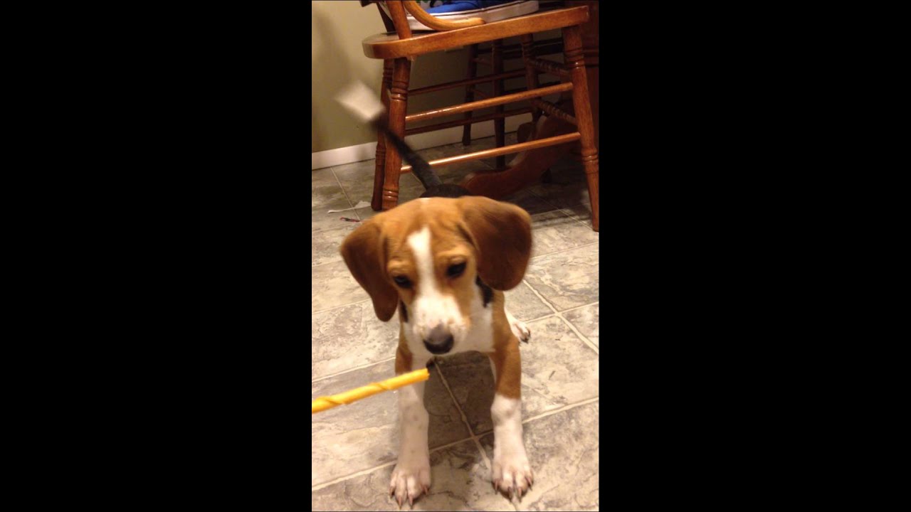Funny Beagle Puppy Youtube