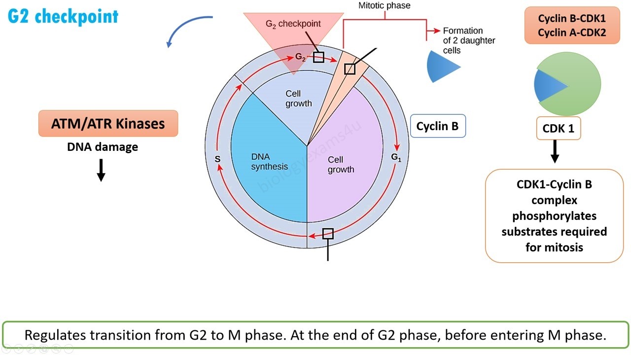 Cell Cycle Checkpoints Cyclin