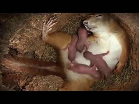 A Squirrel Gives Birth Inside The Sawdust To Give Birth To Its Babies