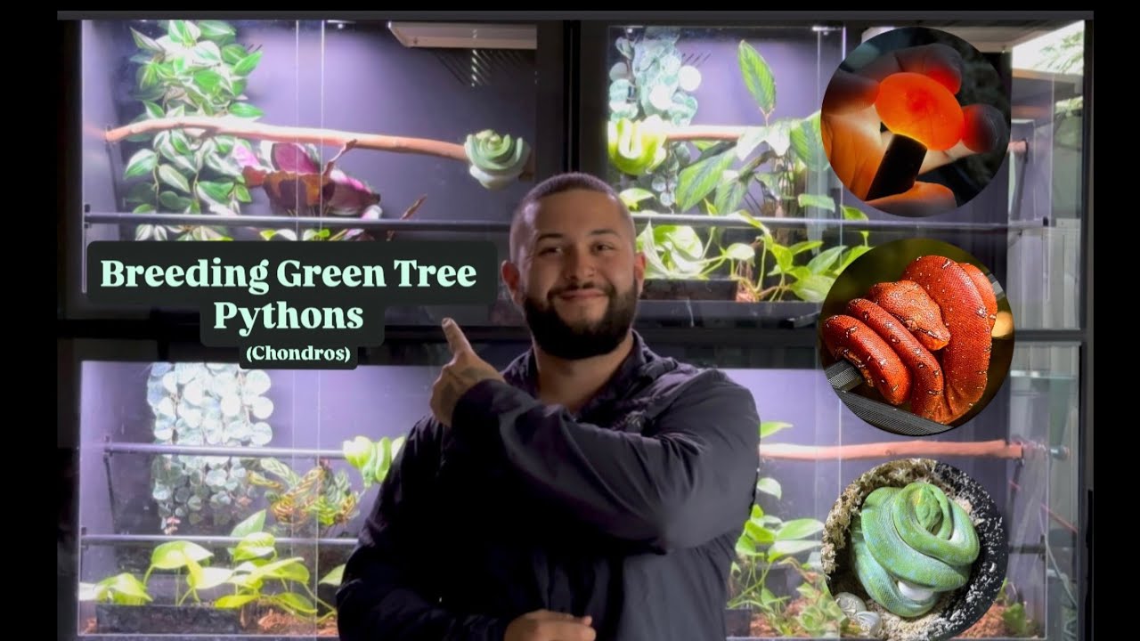 Breeding Green Tree Pythons Chondros Youtube
