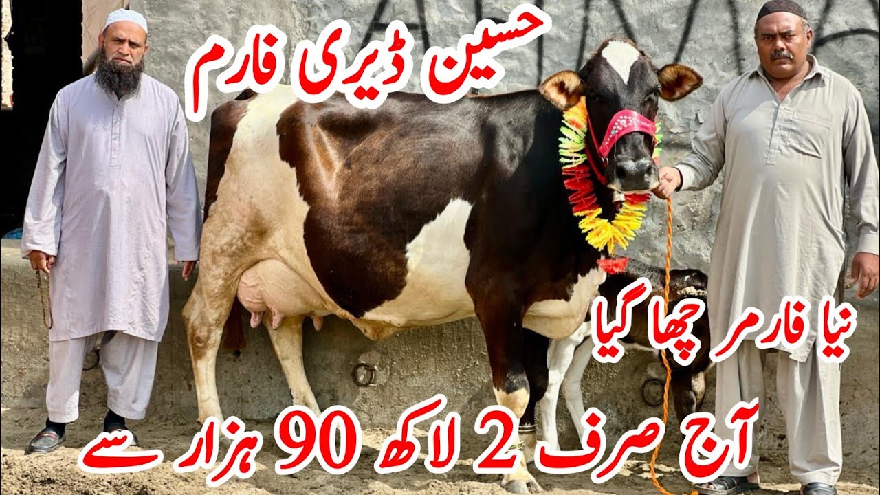Hussain Dairy Farm Big Friesian Cross Cows For Sale Jersey Cows