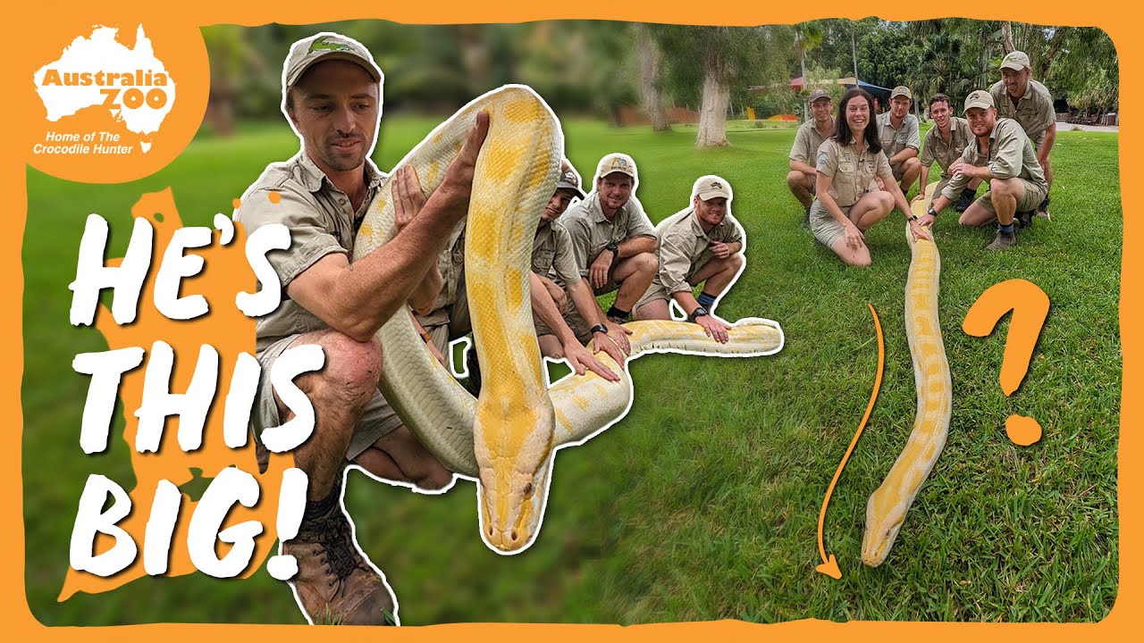 Meet Our Biggest Snake Australia Zoo Life Youtube