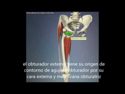 Rotación Externa De La Cadera Youtube