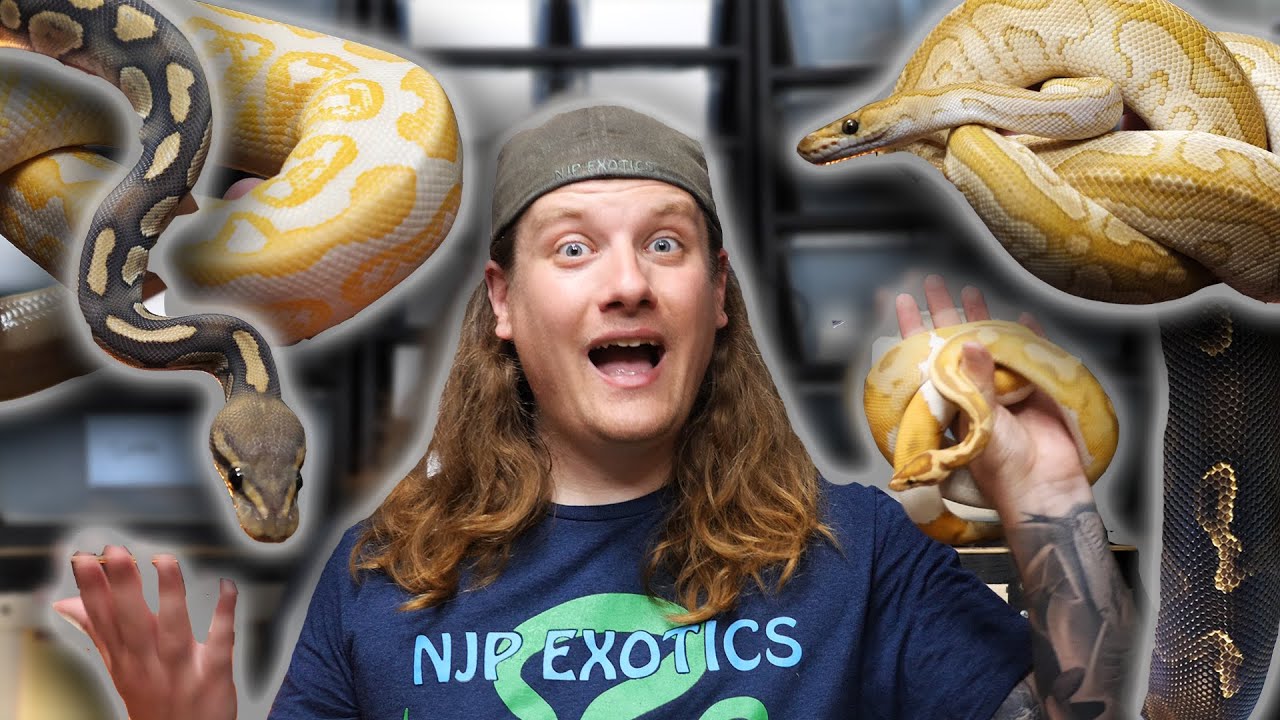 Checkout These Ball Pythons Youtube