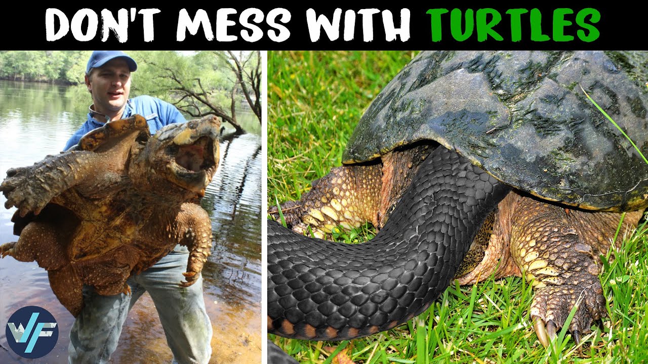 Snapping Turtle Vs Snake