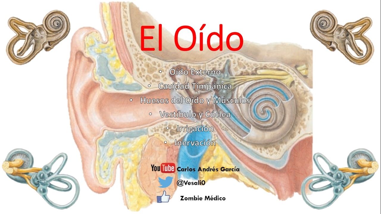 Anatomía Del Oído En 3d