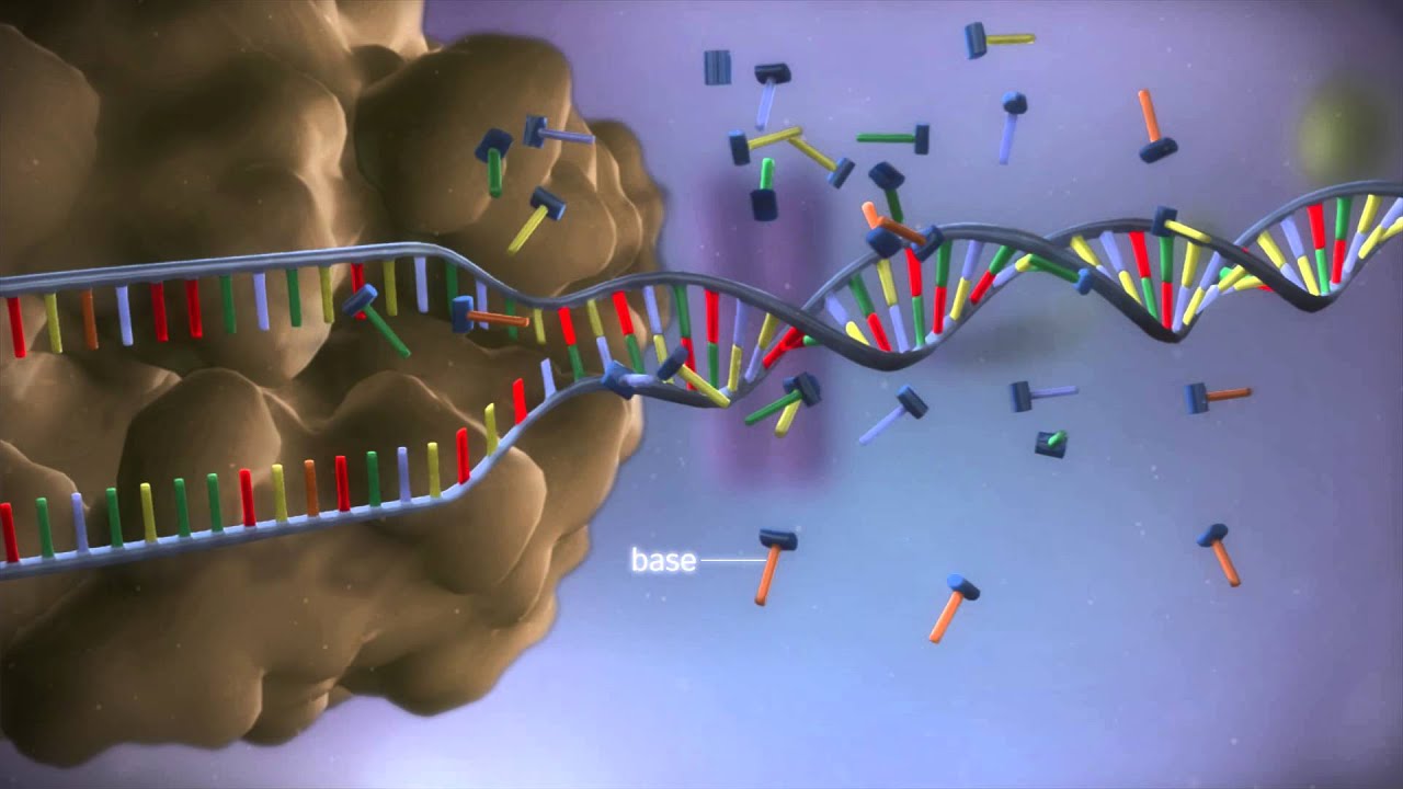 From Dna To Protein 3d Youtube