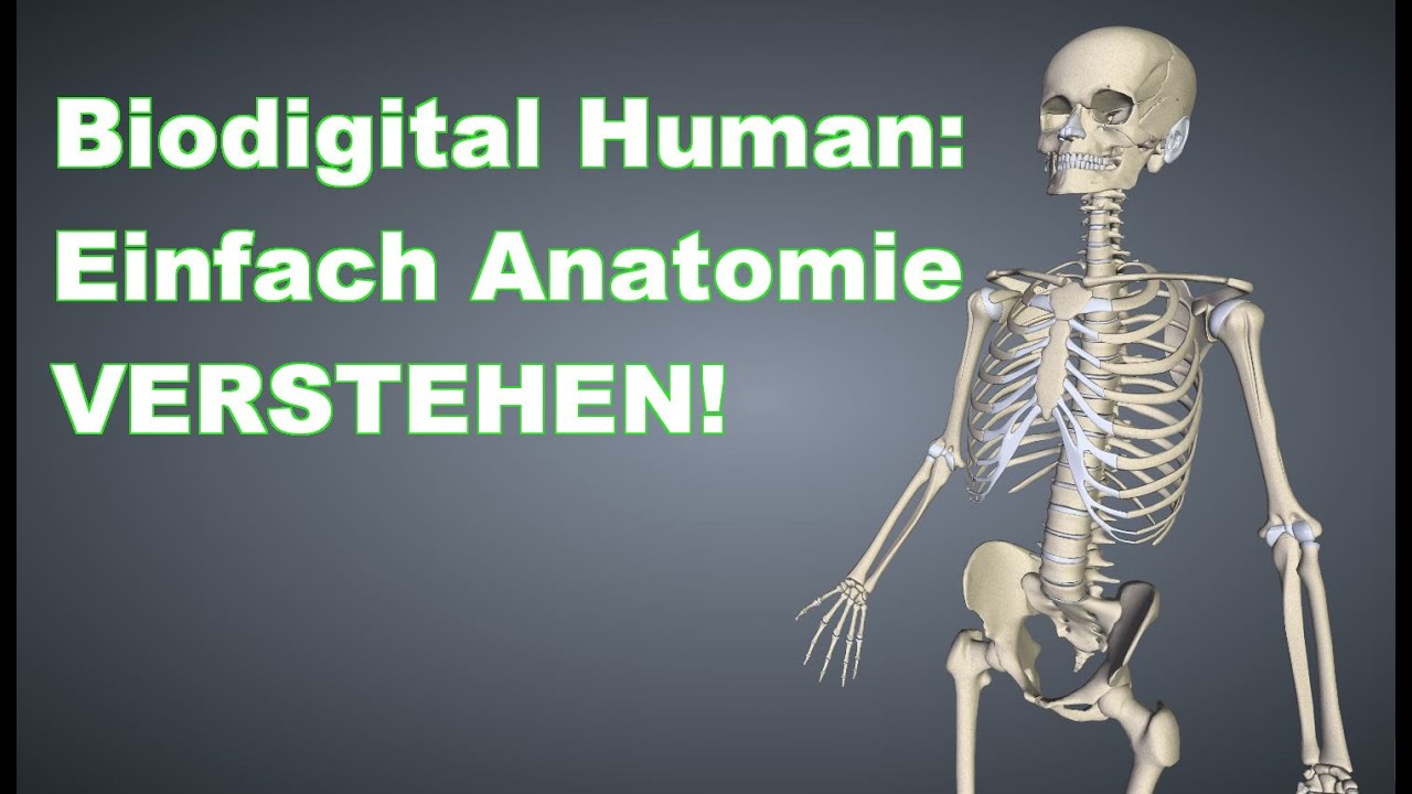 Wie Du Den Biodigital Human Bekommst Und Dadurch Anatomie Leicht