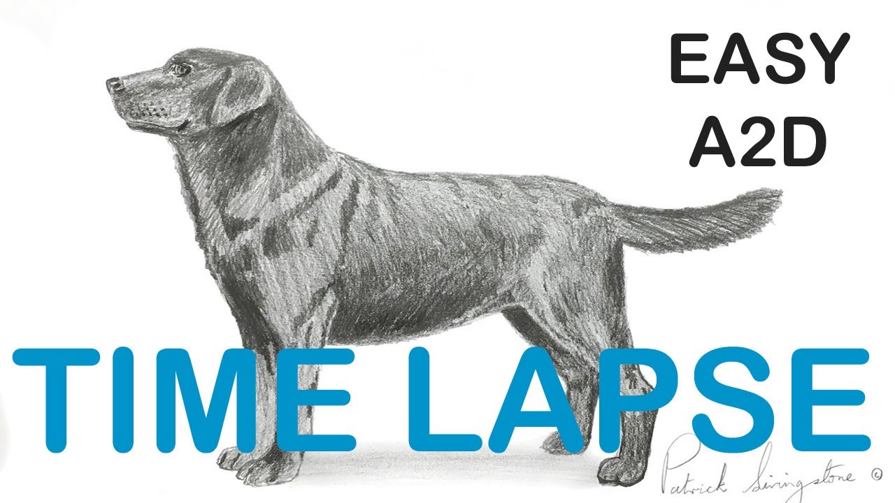 How To Draw A Labrador Retriever Dog Time Lapse Step By Step Youtube