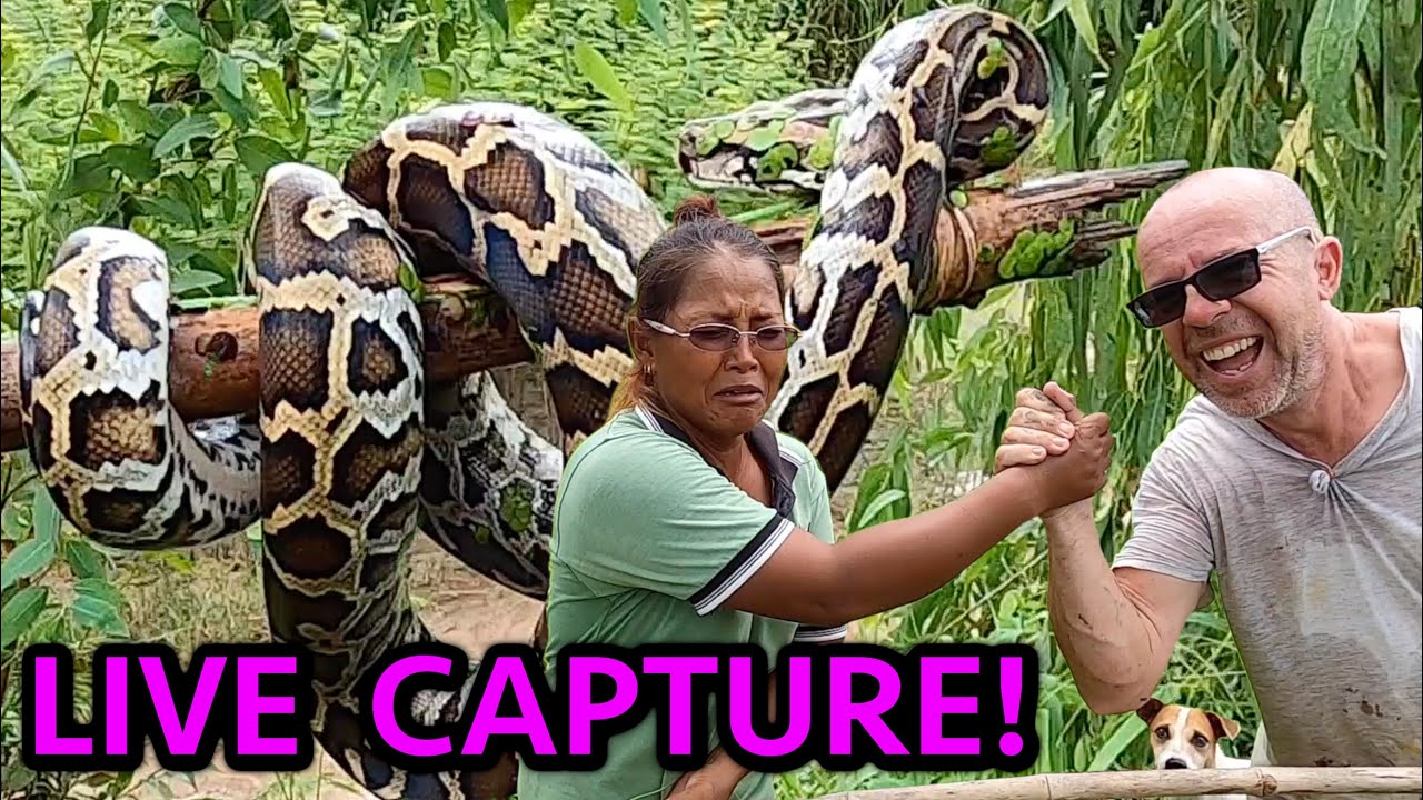Live Python Capture In Thailand Using A Homemade Trap Youtube