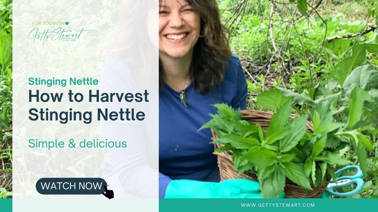 How To Harvest Stinging Nettle Without Getting Stung Youtube