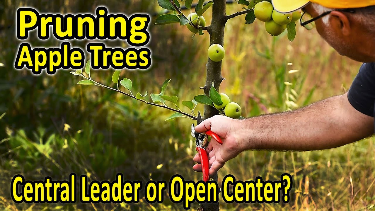 Training And Pruning Apple Trees Central Leader Or Open Center