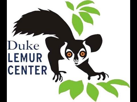 Free Ranging Ruffed Lemur Vocalizations Youtube