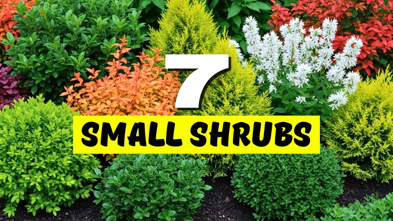 Small Space Shrubs That Never Take Over ёяшн 7 Easy Compact Picks Youtube