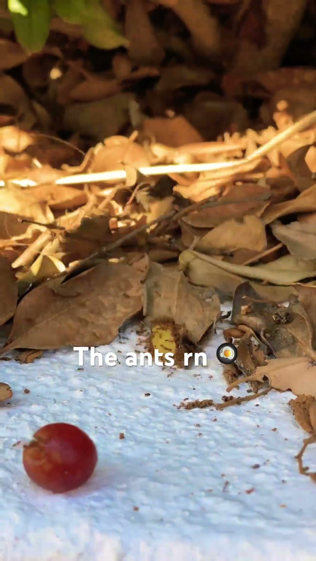 Ants Youtube