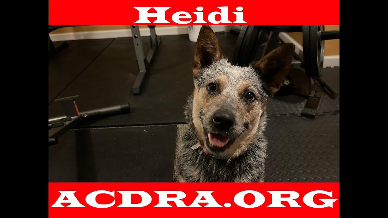 Heidi Acdra Adopted Youtube