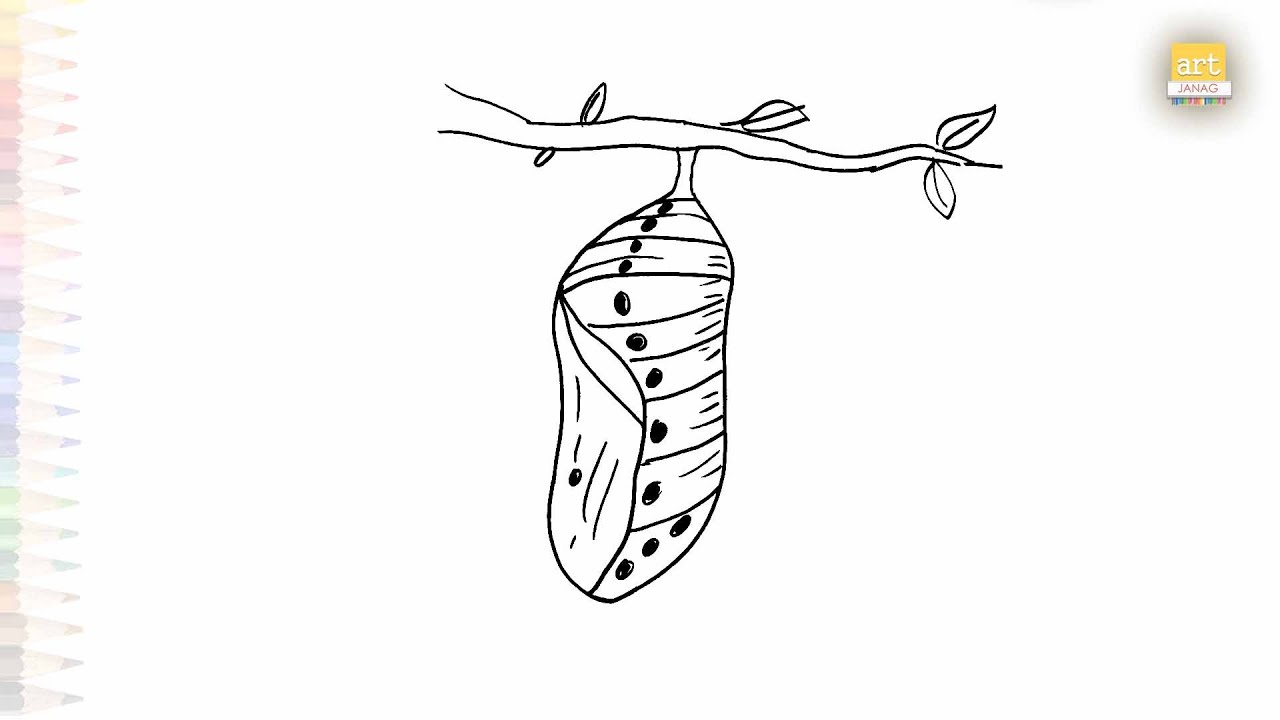 Butterfly Cocoon Drawing Easy Art Tutorial How To Draw A Cocoon