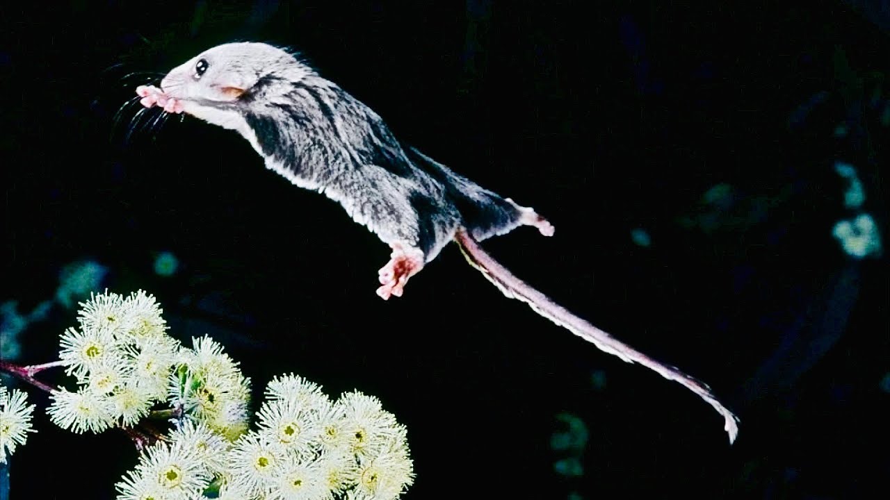 Flying Mouse Pygmy Feathertail Gliders Youtube