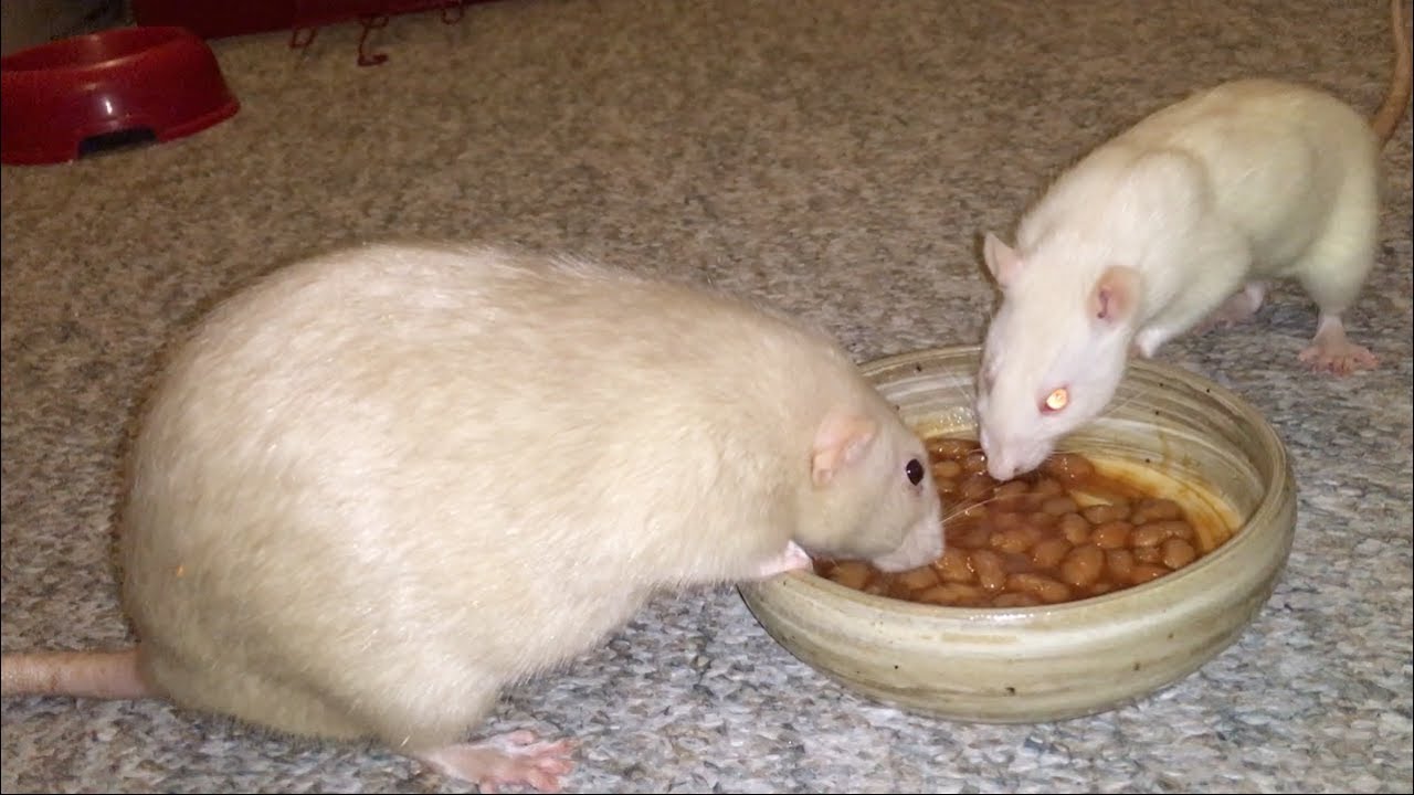 Rats Vs Cooked Beans Youtube