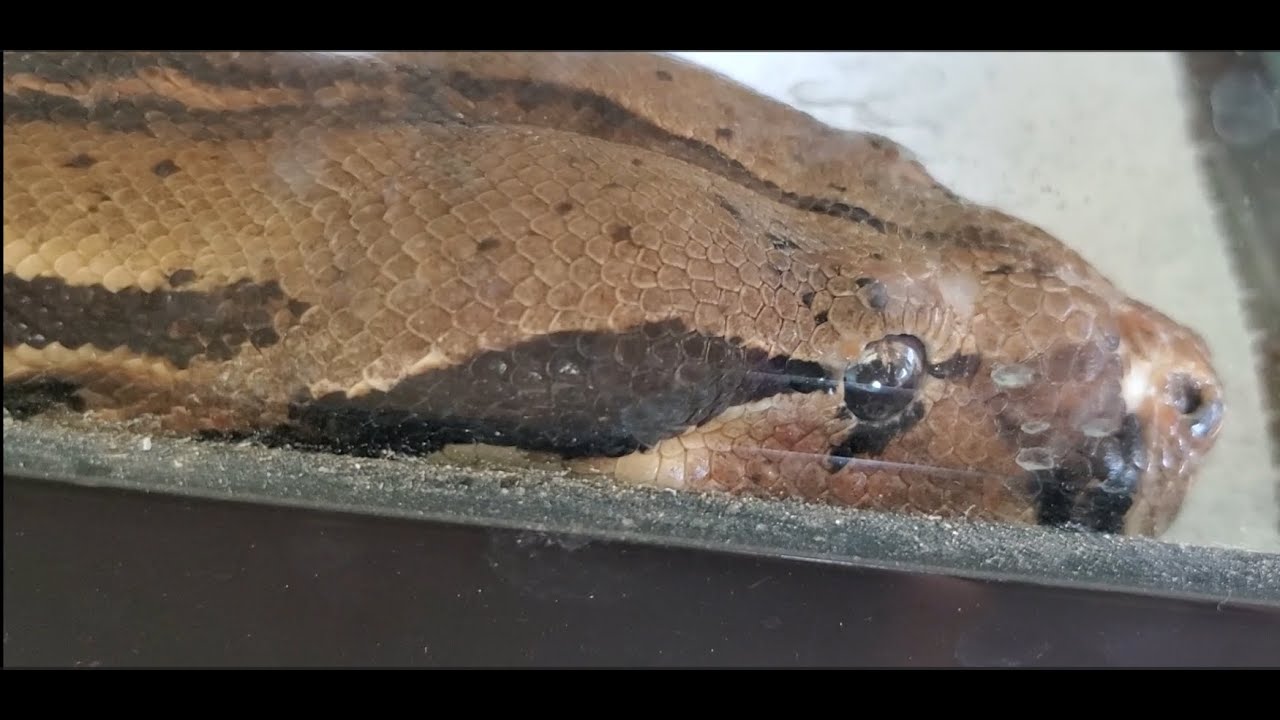 Snake Bite Part 2 Video Youtube
