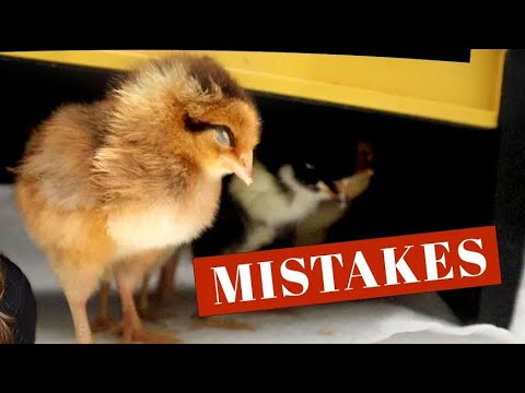 8 Beginner Chicken Care Mistakes To Avoid Backyard Chickens 101 Egg