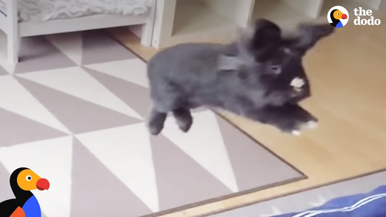 Parkour Bunny Just A Bunch Of Bunnies Doing Parkour The Dodo Youtube