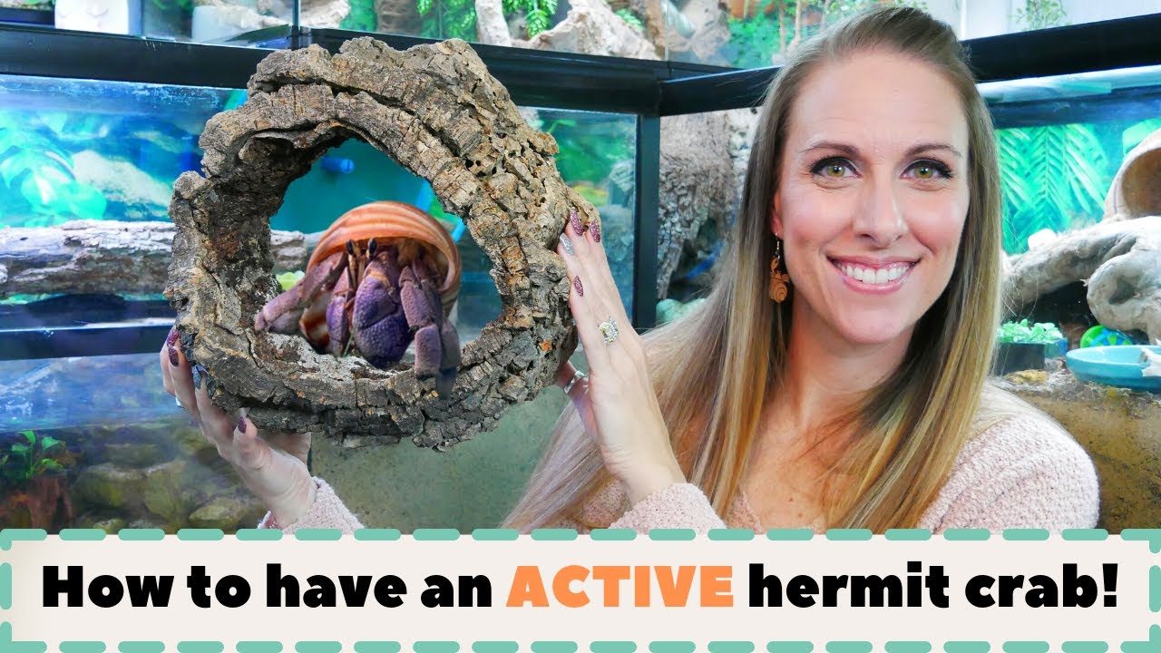 How To Have An Active Hermit Crab By Crab Central Station Youtube