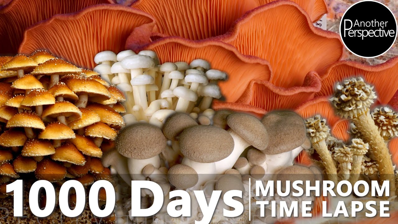 1000 Days Mushroom Growth Time Lapse Another Perspective Youtube