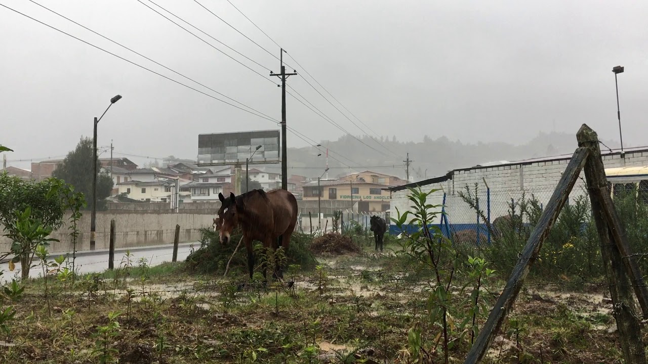 Caballos Para Cabalgatas En Malas Condiciones En El Retiro Youtube