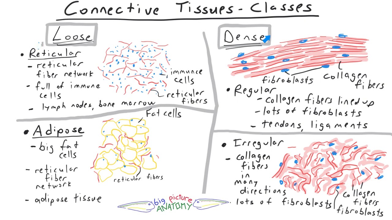 Connective Tissues Youtube