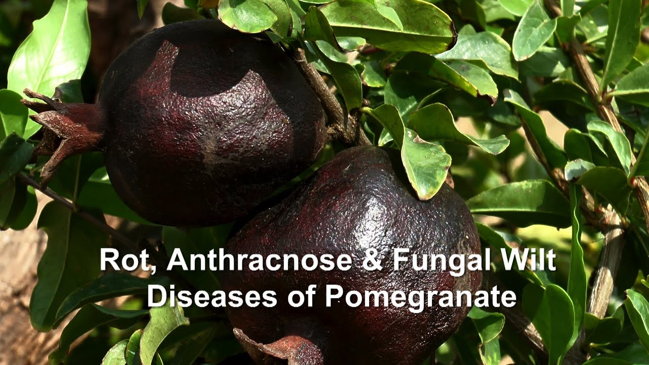 Rot Anthracnose Fungal Wilt Disease Of Pomegranate Youtube