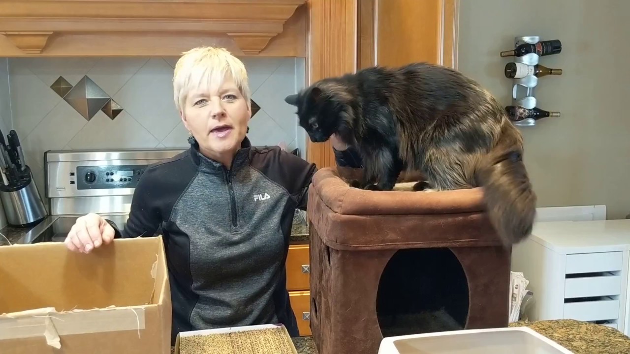 Tips For New Cat Parents Housepetscare