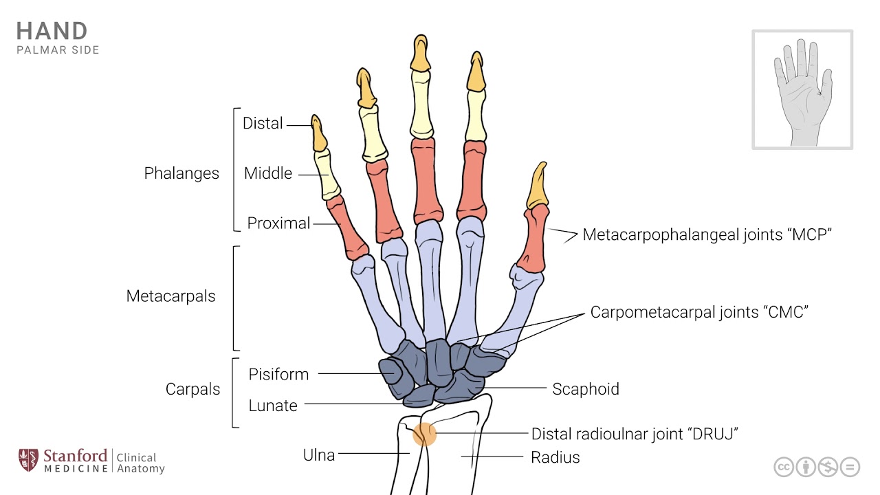 Finger Joints Labeled At Timothy Greenwell Blog
