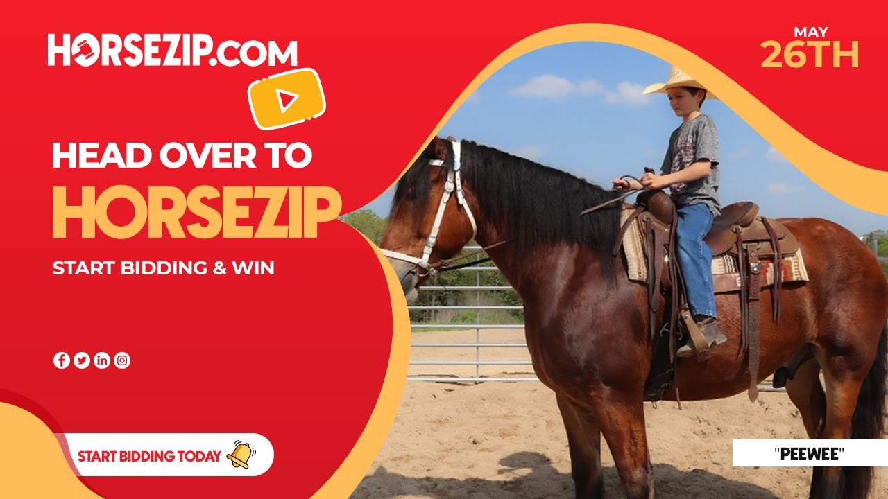 Horsezip Online Horse Auction At Mark Cortese Blog