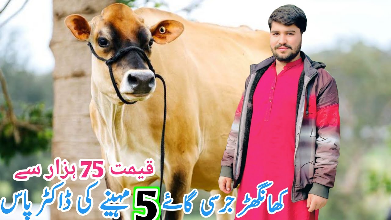 Rana Dairy Farm Top Class Jersey Cows Friesian Cross Cows