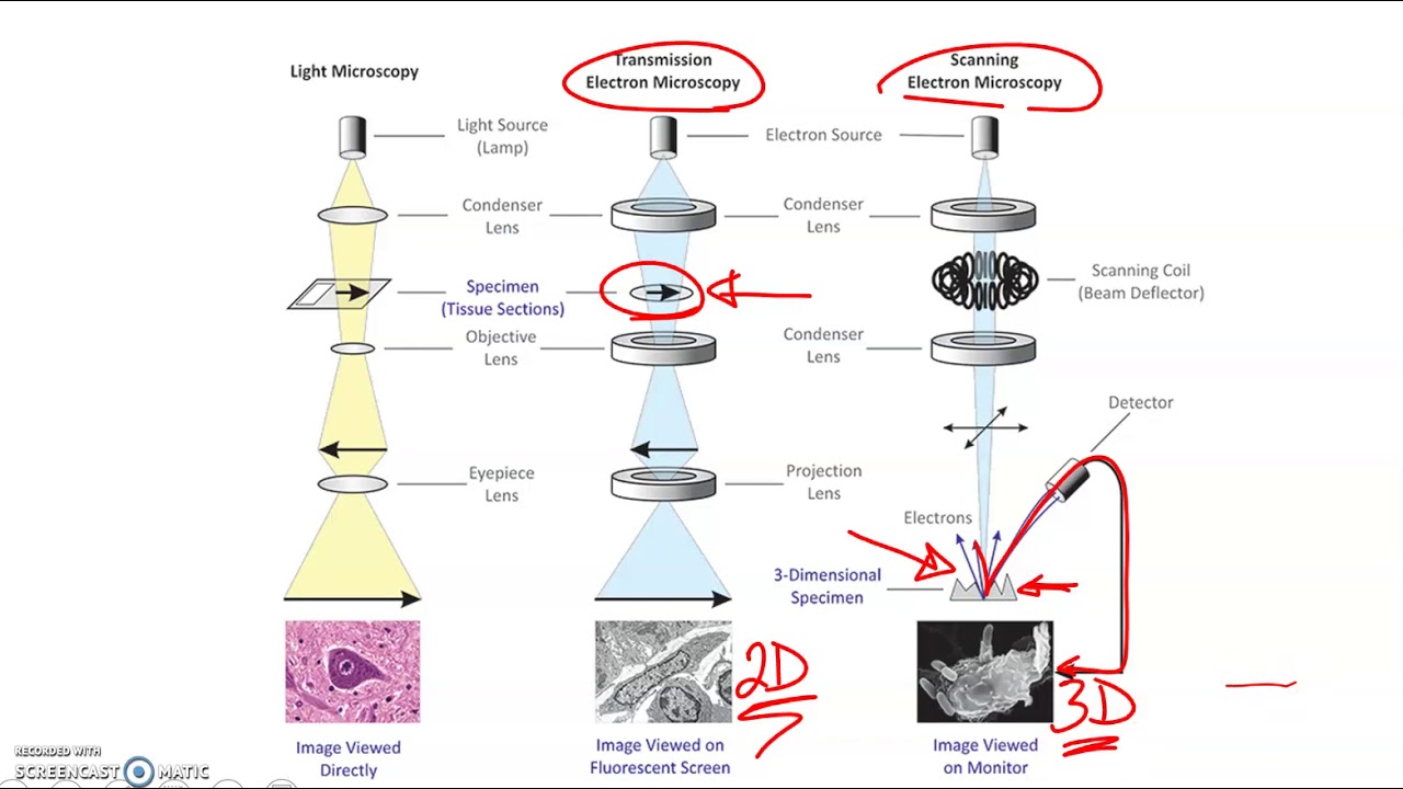 Electron Microscopes Youtube