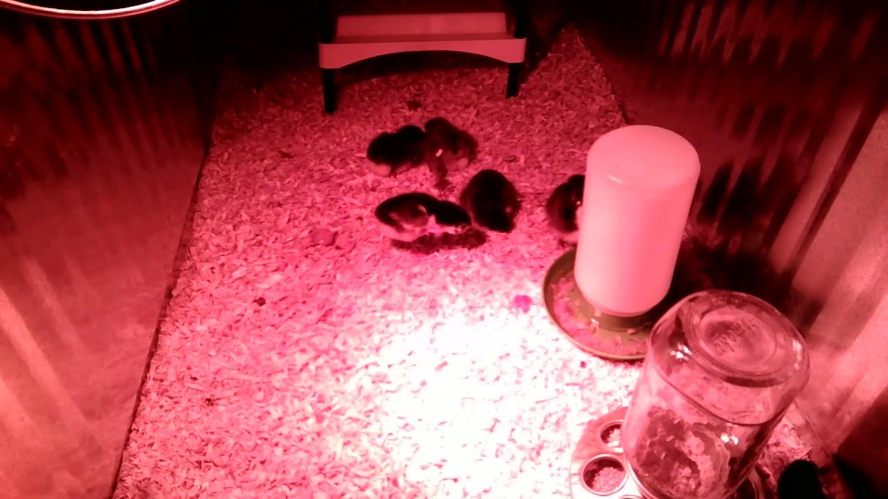 Chicks Hatching Youtube