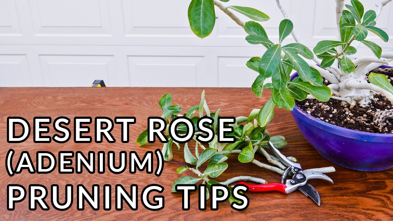 Desert Rose Adenium Pruning Joyusgarden Youtube
