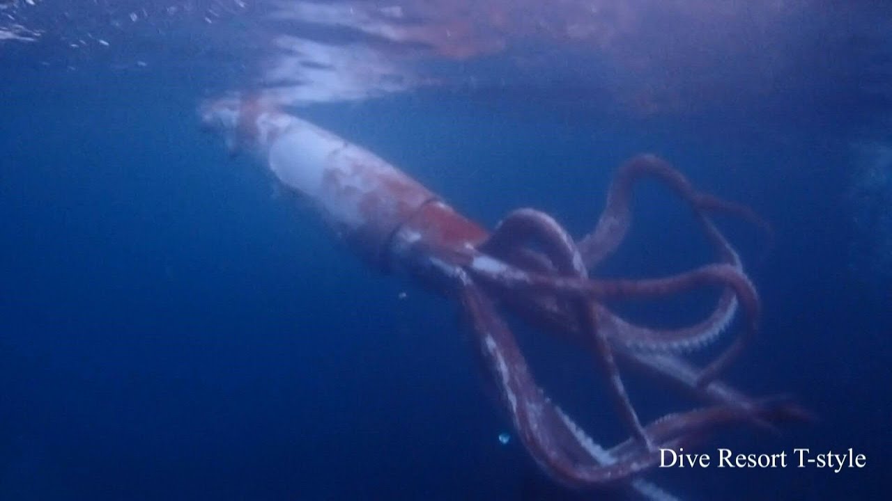 Giant Squid In The Ocean Ocean Planet In Search Of Giant Squid