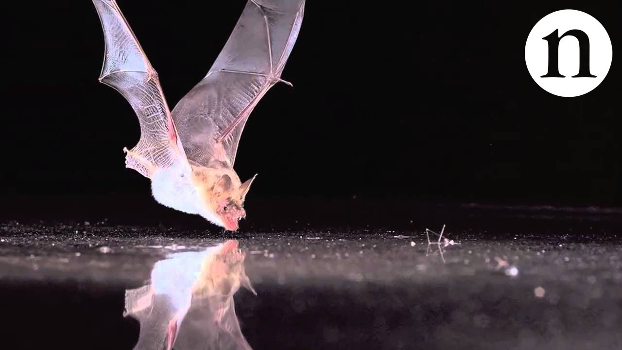 Bat Sense By Nature Video Youtube