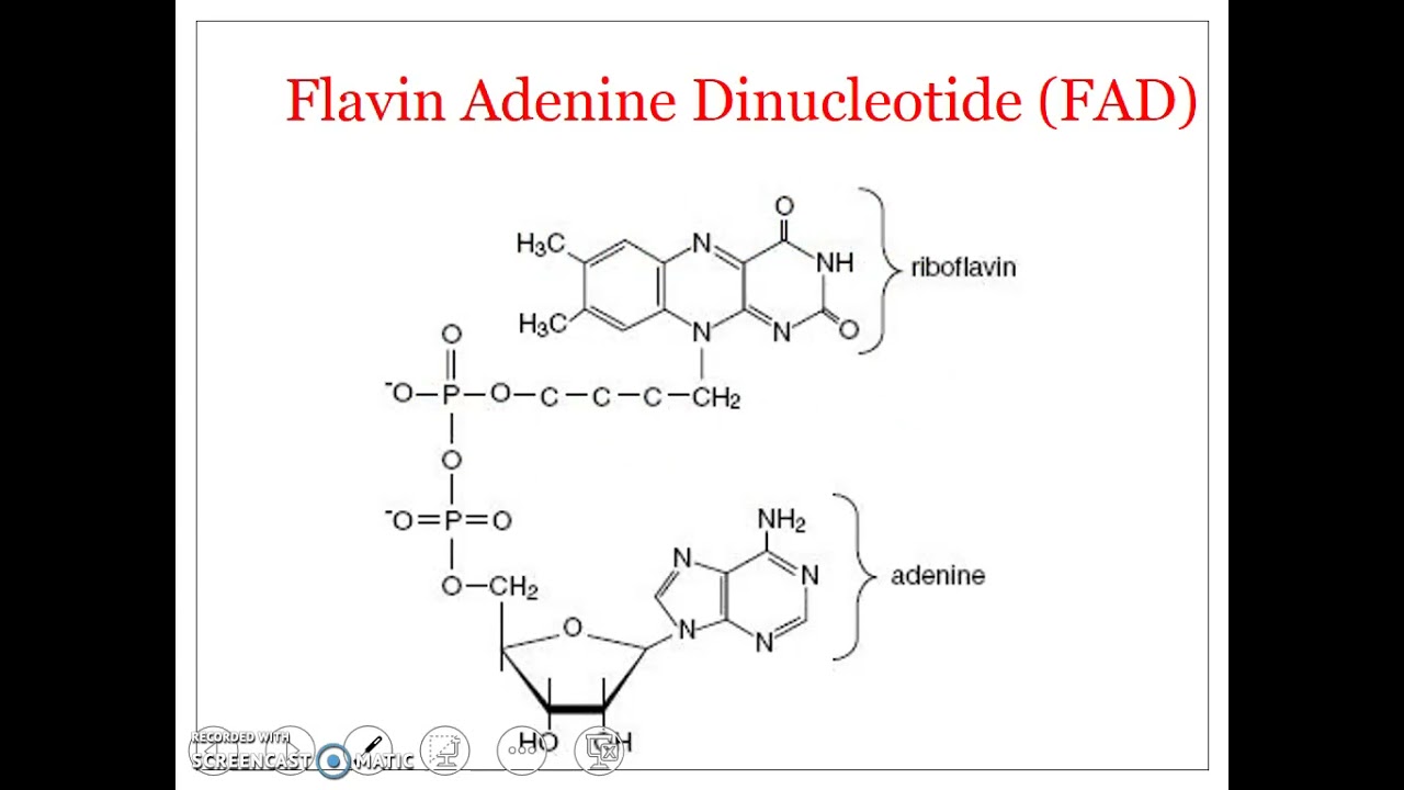 Fad Structure Flavin Adenine Dinucleotide Fad As A Non Canonical Rna
