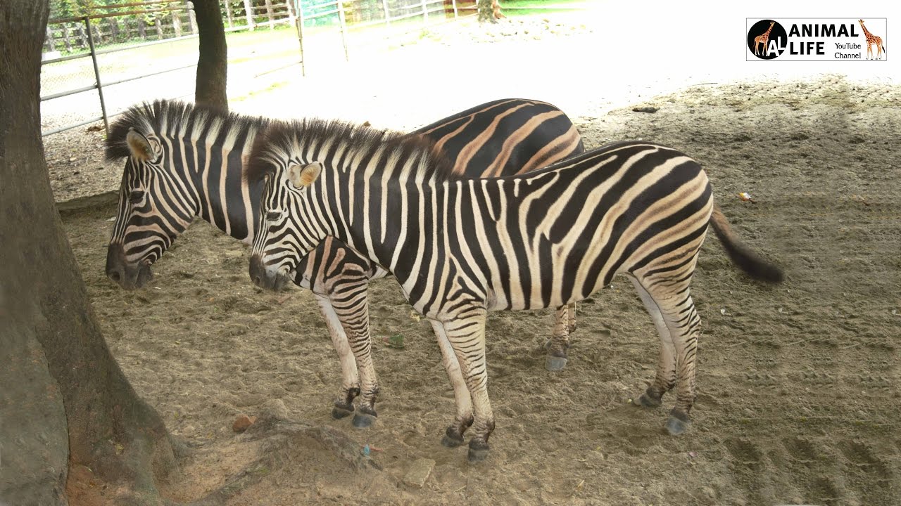 Zebra Live Animal Adventure Park Zebra Cam Live Youtube Live Youtube