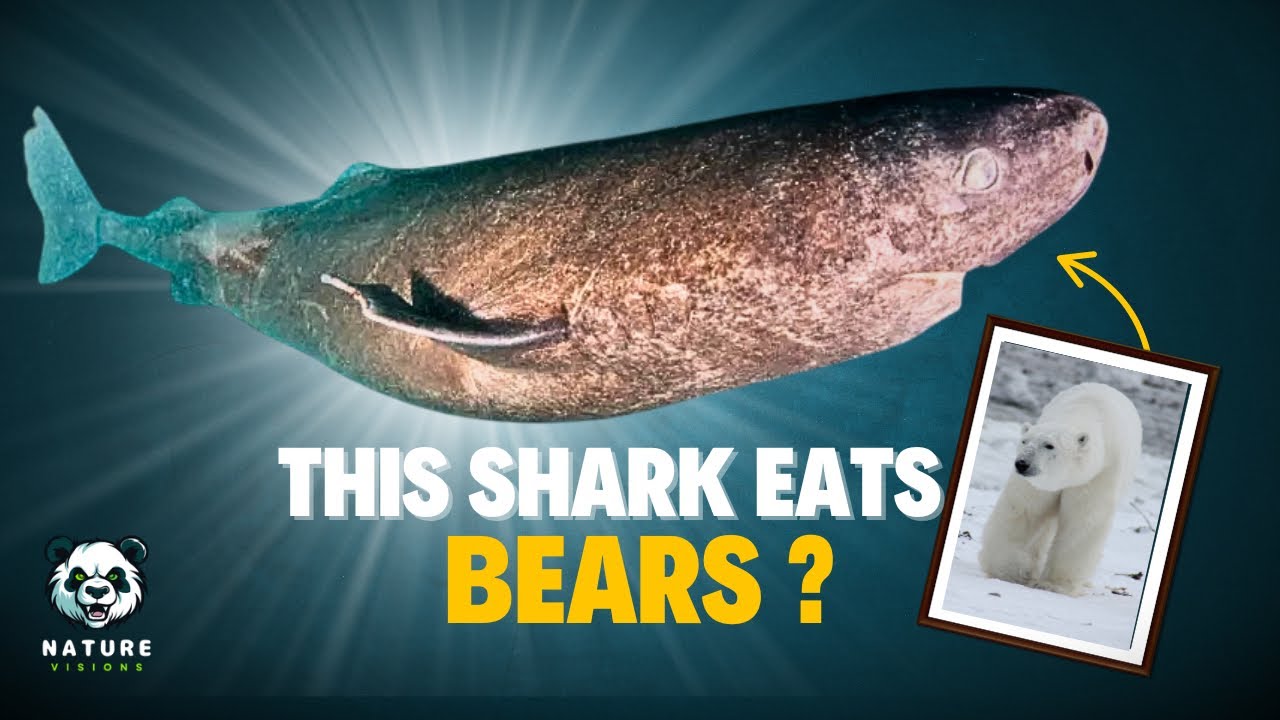 The Blind Apex Predator Who Eats Polar Bears And Lives For Centuries