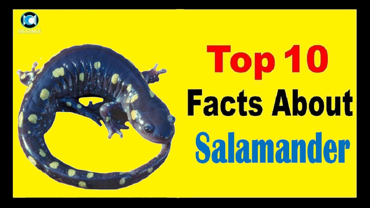 Salamander Facts Youtube