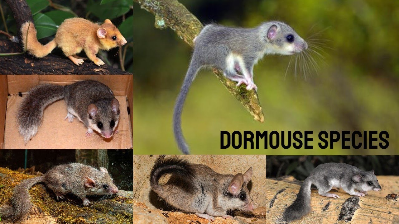 All Dormouse Species Complete List Of Dormouse Types Of Dormouse