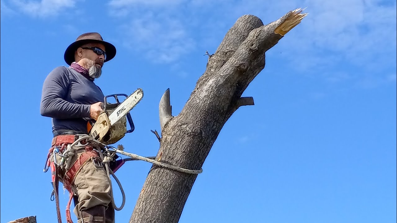 Tree Removal Youtube